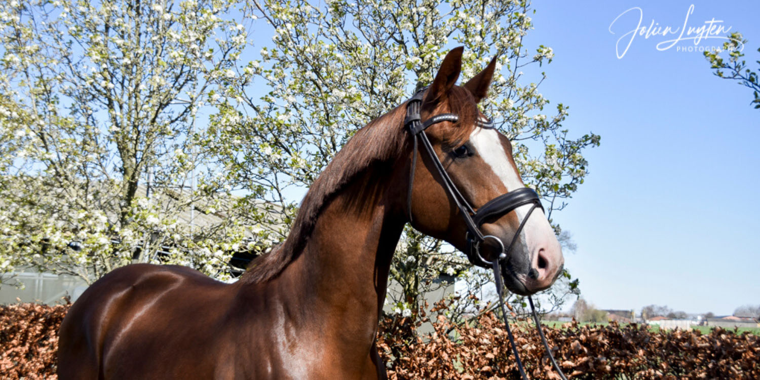 Dressuurpaarden fokkerij en trainingsstal J2L Dressage Horses