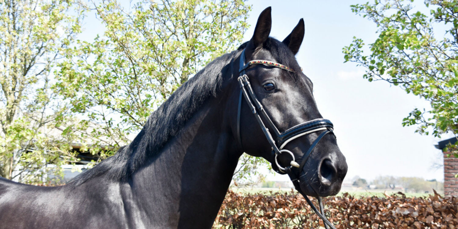 Dressuurpaarden fokkerij en trainingsstal J2L Dressage Horses