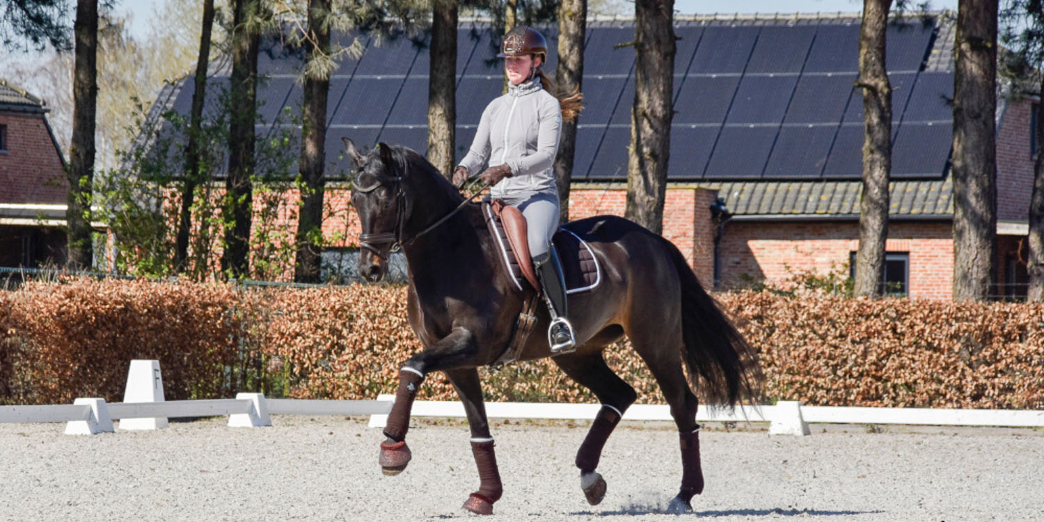 Dressuurpaarden fokkerij en trainingsstal J2L Dressage Horses