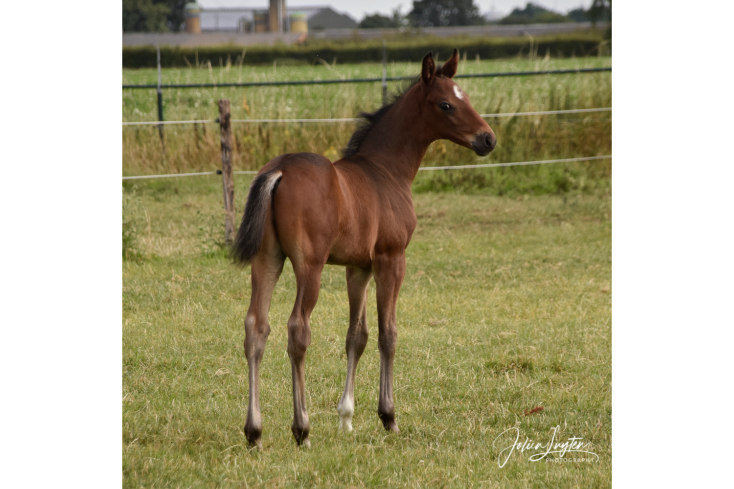 Oldenburger elite veulen J2L Franzipan - J2L Dressage Horses