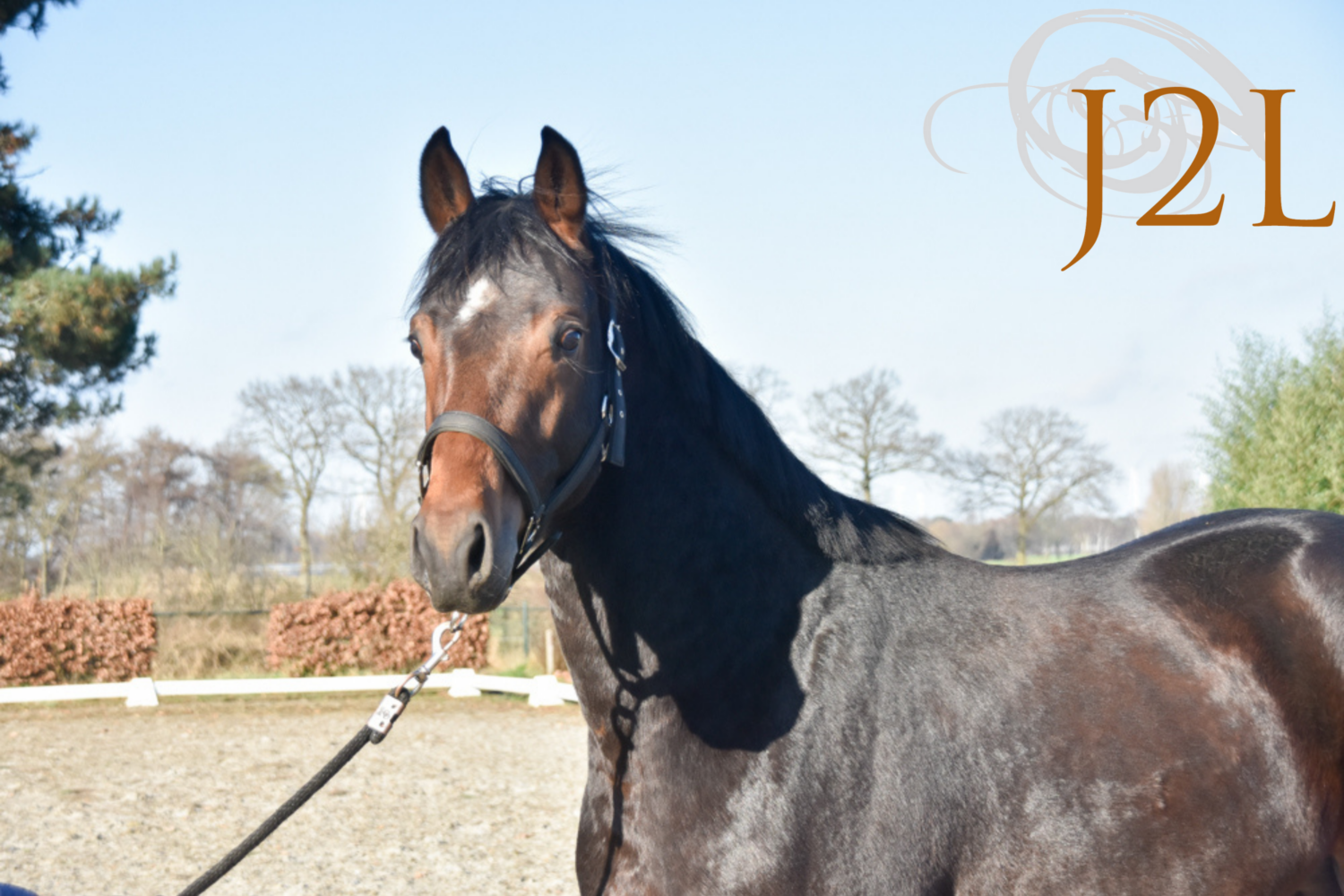 Oldenburger elite veulen J2L Franzipan - J2L Dressage Horses