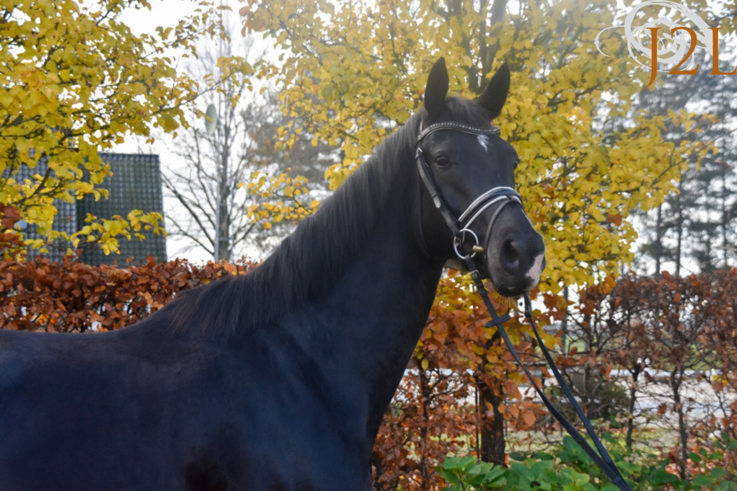 getalenteerde dressuurpaarden te koop uit eigen fokkerij