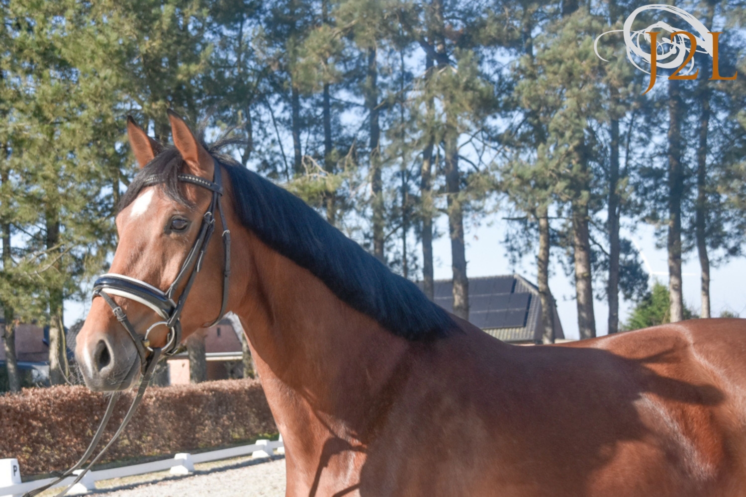 getalenteerde dressuurpaarden te koop uit eigen fokkerij